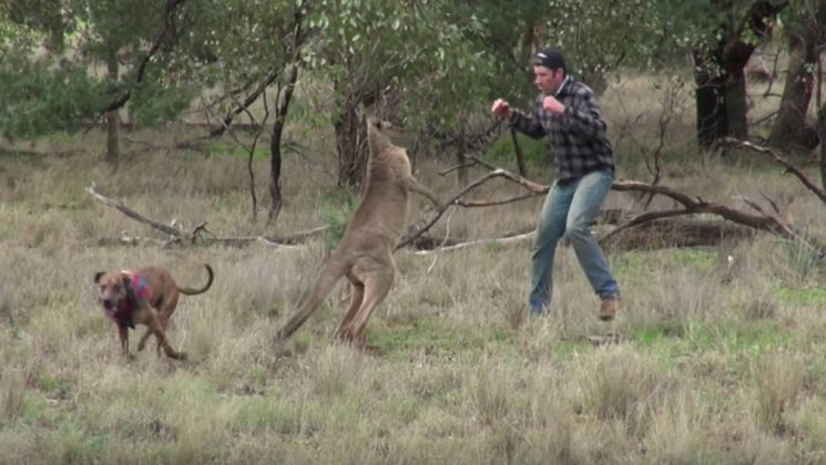 Australiano briga com canguru para salvar cão - Notibras