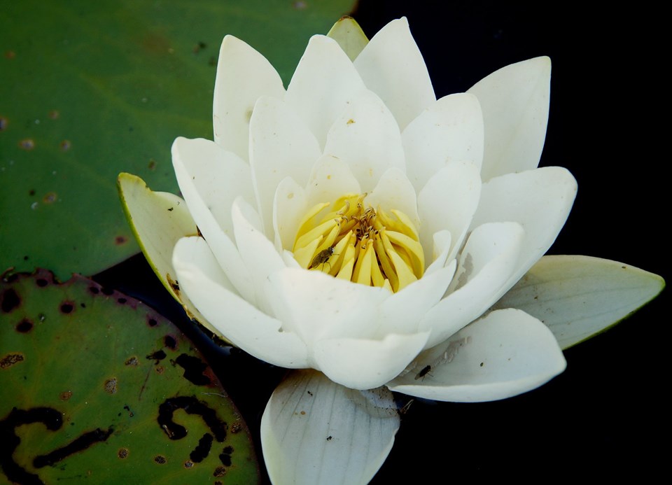 Chernobyl volta a respirar vida com flores gigantes - Notibras